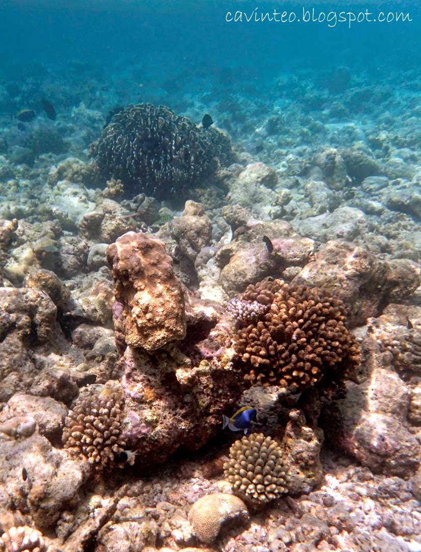 Entree Kibbles: Snorkeling at Banana Reef @ Maldives [Part of Excursion ...